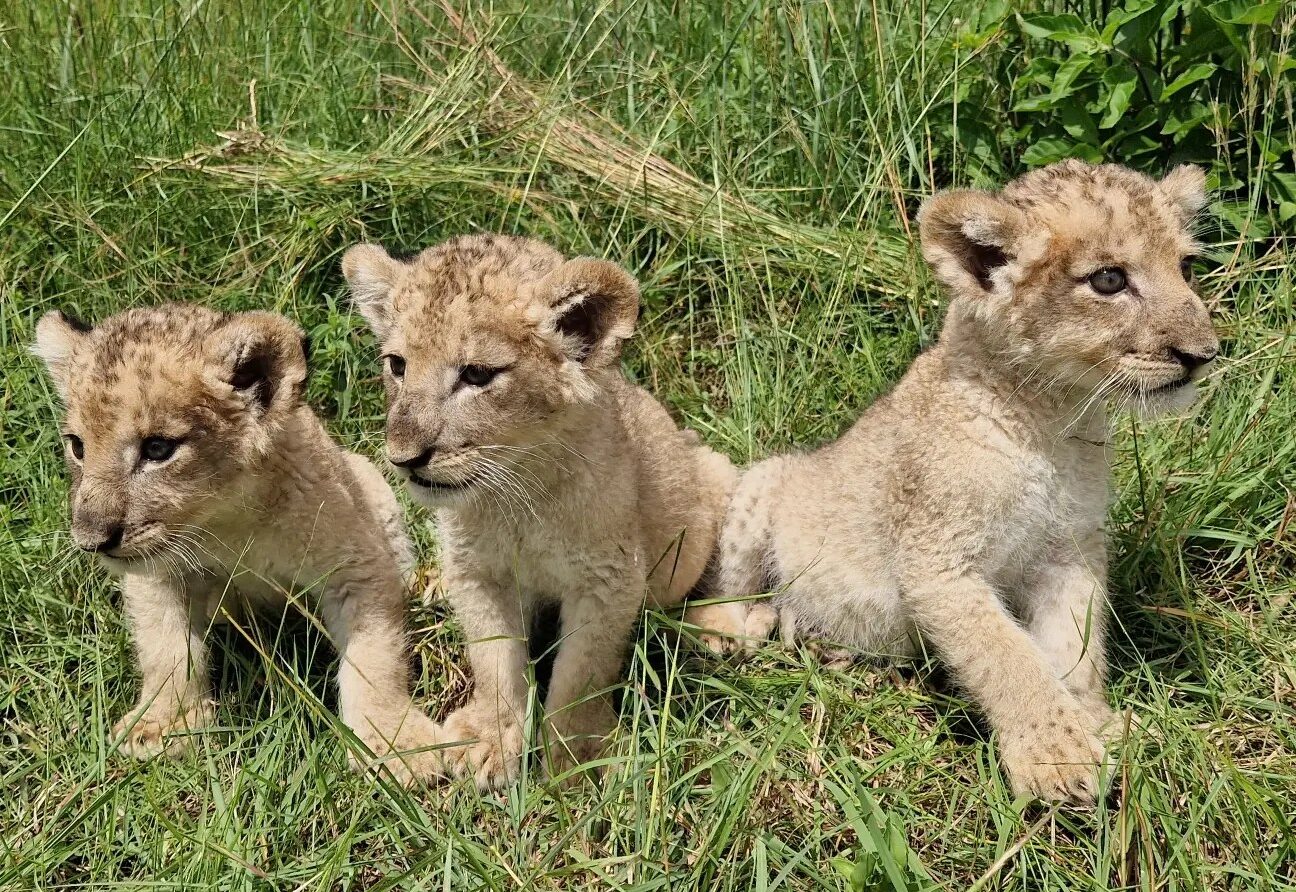 CTC Conservation Center – Wildmist Adventures